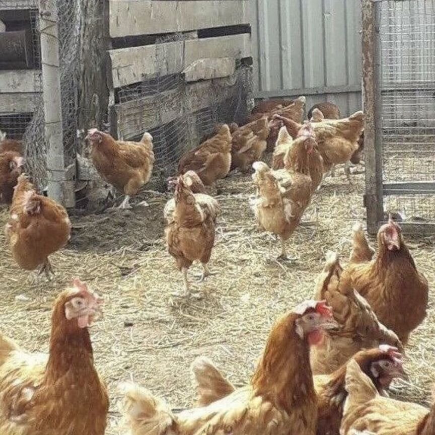 Куры несушки