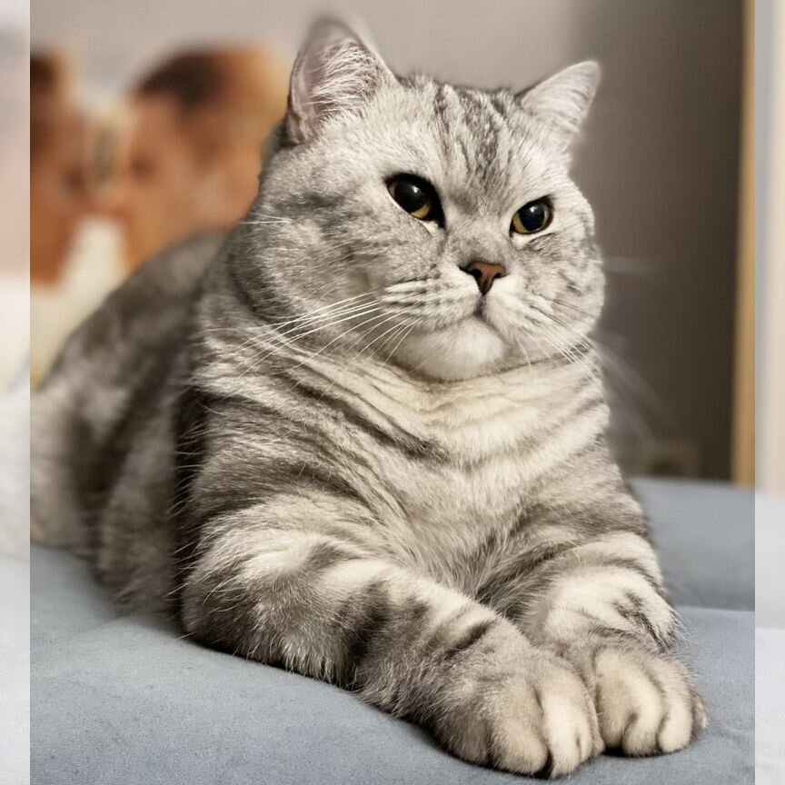 Шотландский кот отдам