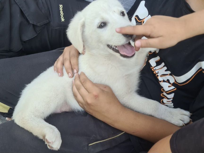 Щенок в добрые руки