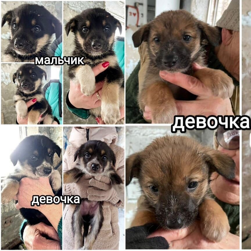Щенки срочный пристой