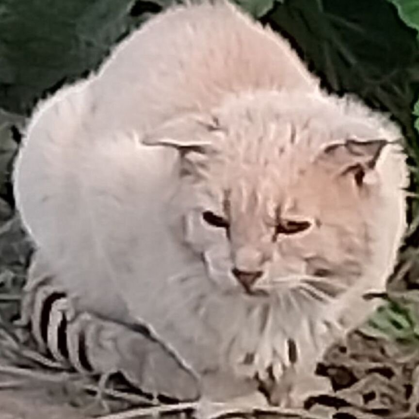 Кот взрослый