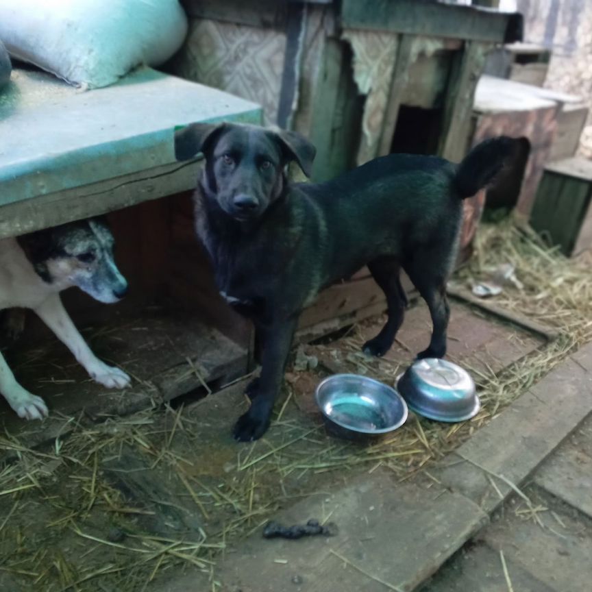 Щенок в добрые руки