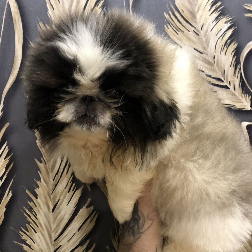 Роскошный малыш