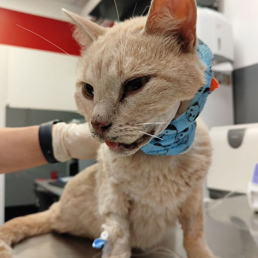 Прекрасный котик попал в беду