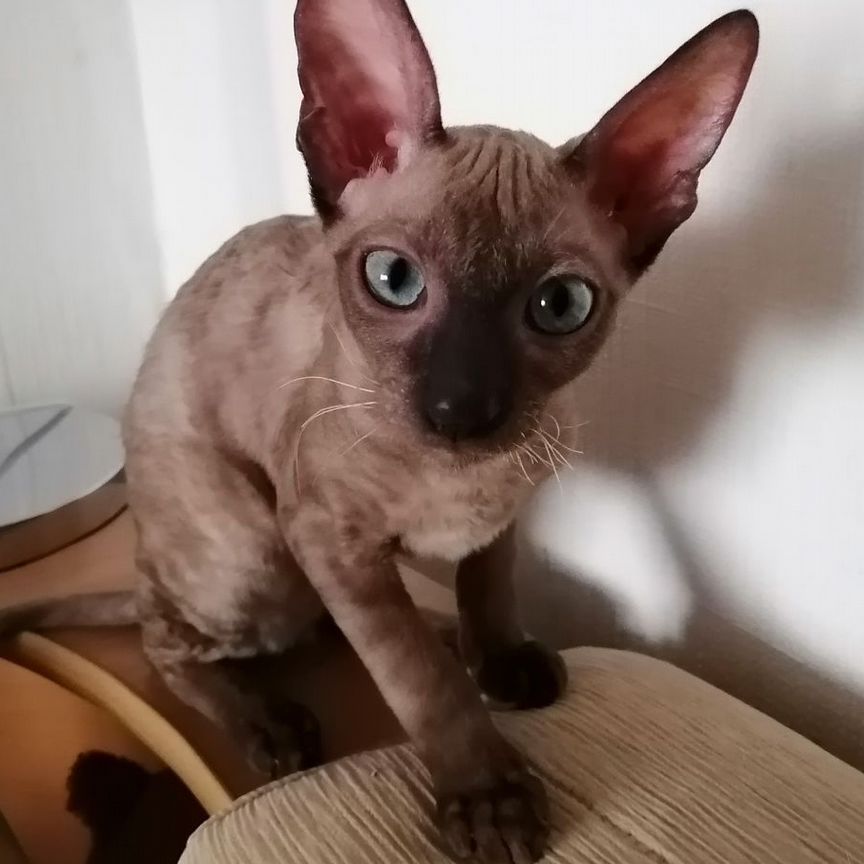 Корниш-рекс котёнок