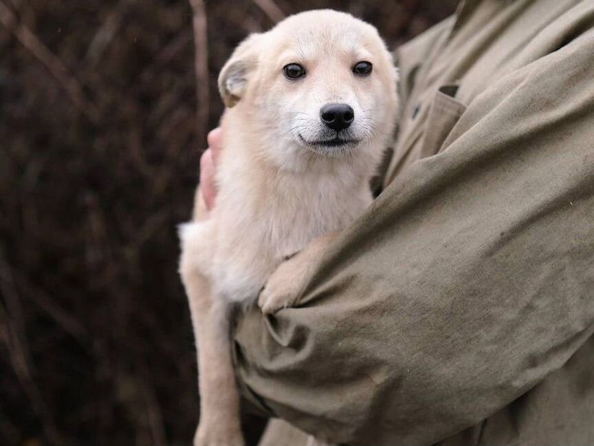 Щенок в лучшую семью