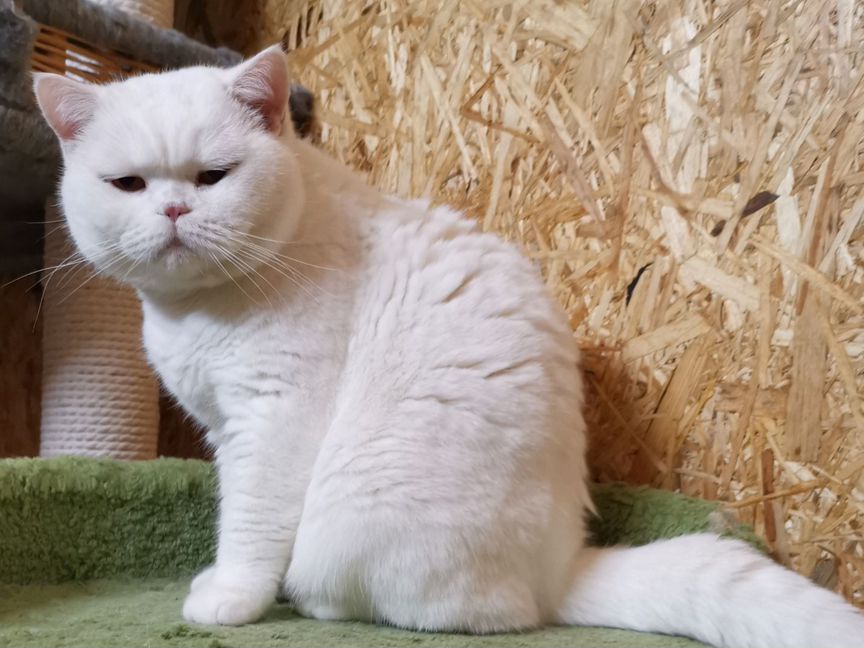 Британская белая кошка