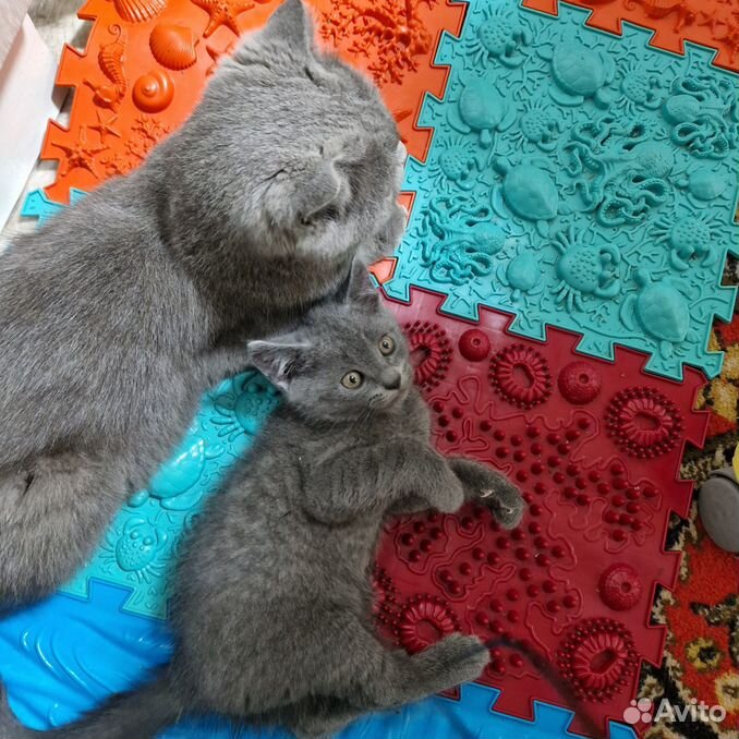 Продам котика британца прямоухий