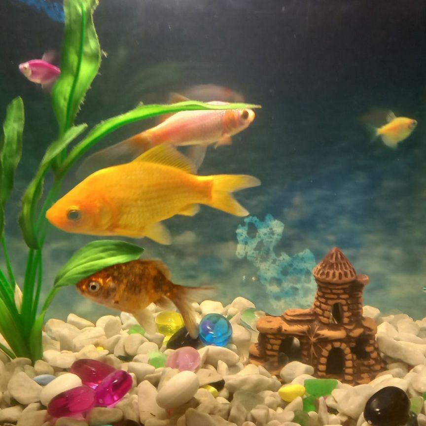 Крупные аквариумные рыбки 3шт