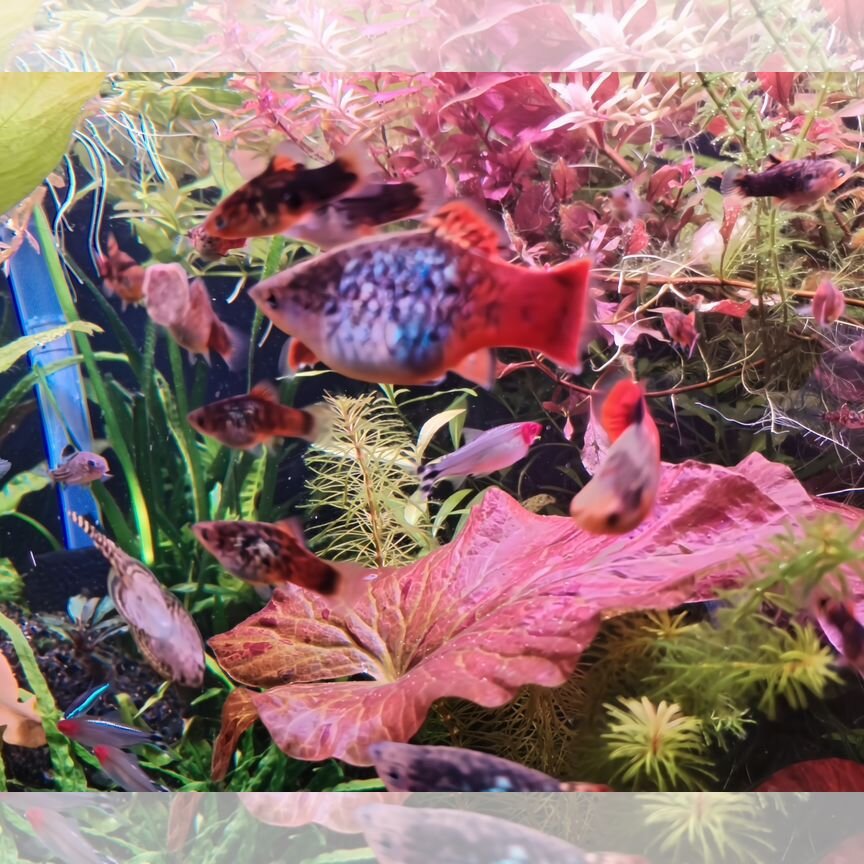 Пецилия трехцветная