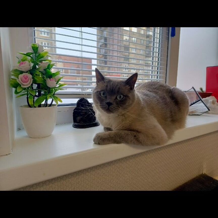 Котик кайфарик