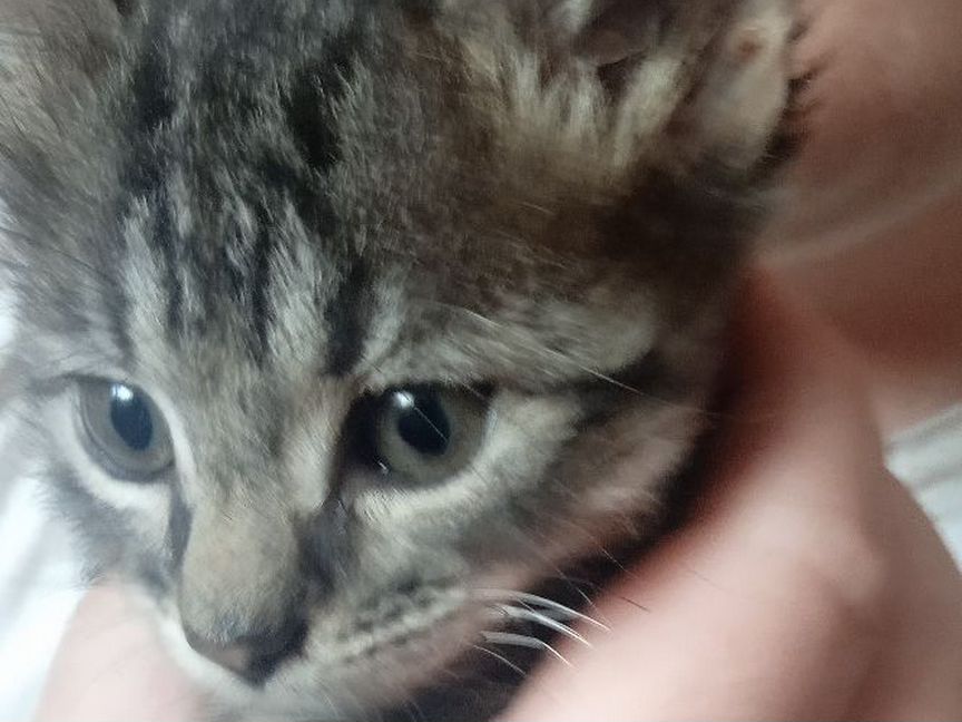 Котята 2.5месаца кушают домашние красивые