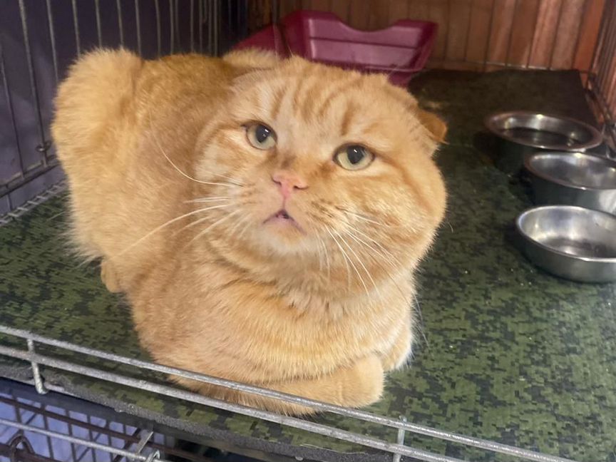 Грустный Афоня