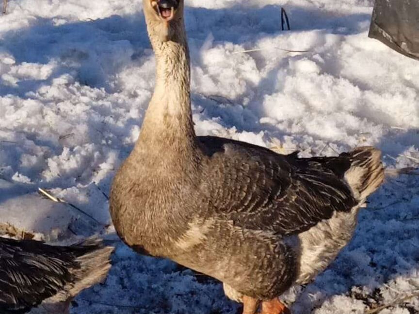 Инкубационное яйцо холмогорских гусей