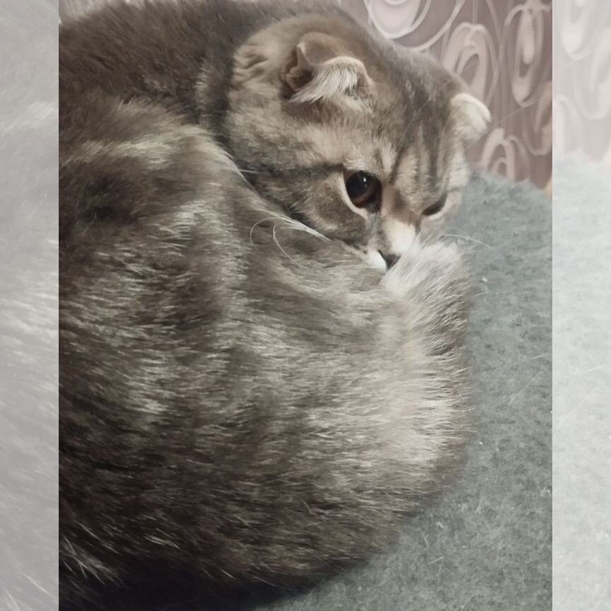 Кошечка в добрые руки