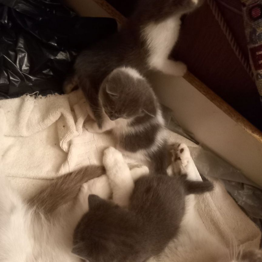 Три котёнка родились ещё месяца нету