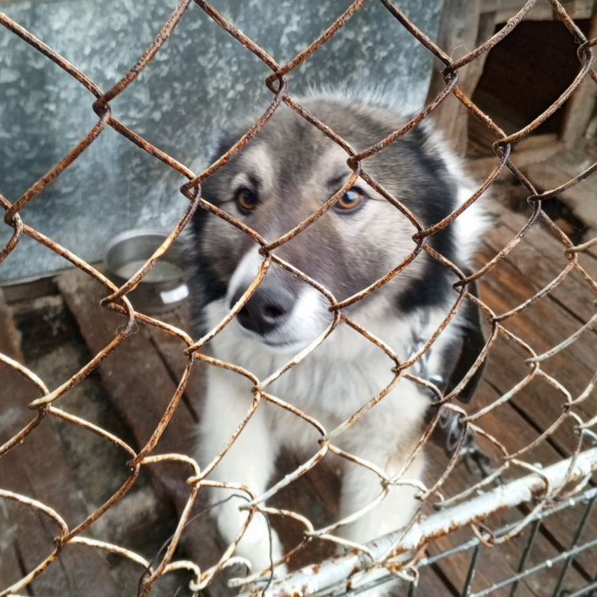 Лайка, взрослый пёс