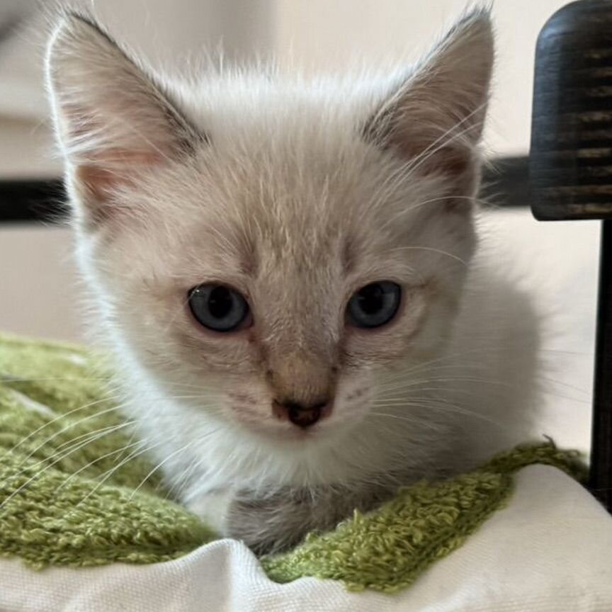Отдам бесплатно котят
