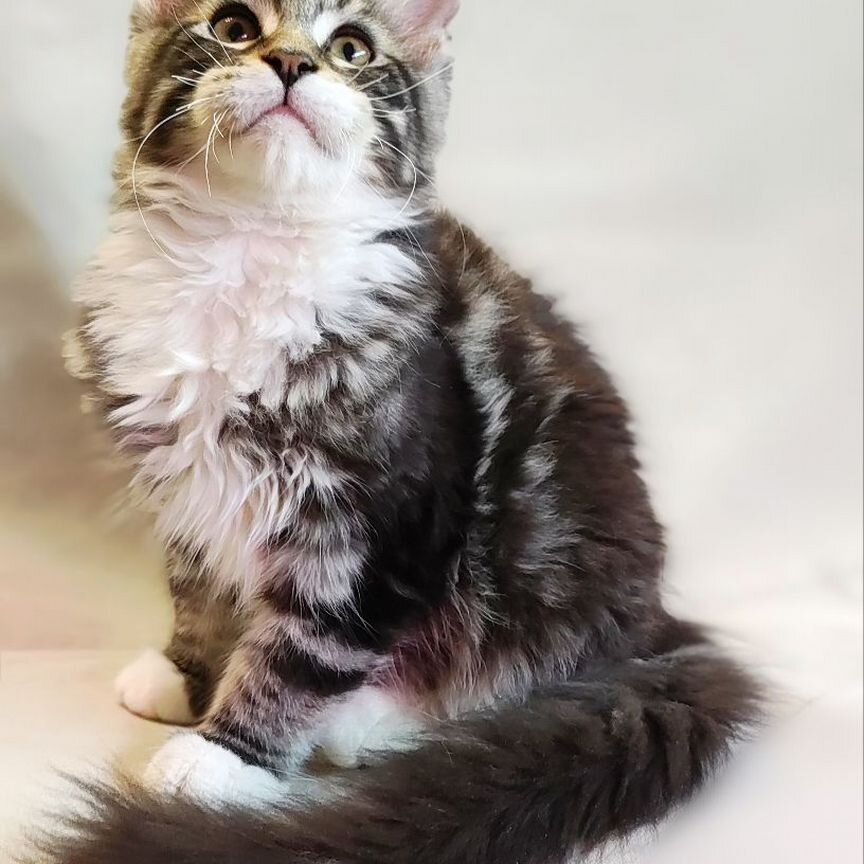 Чудесный котёнок Мейн кун