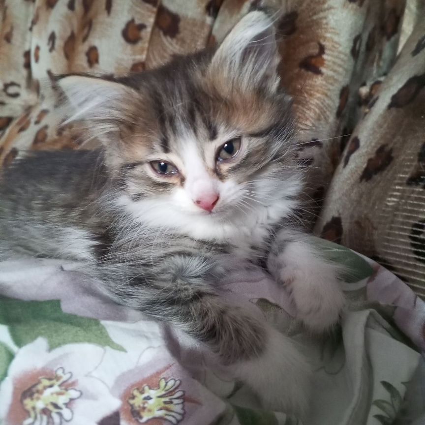 Котята в добрые руки бесплатно