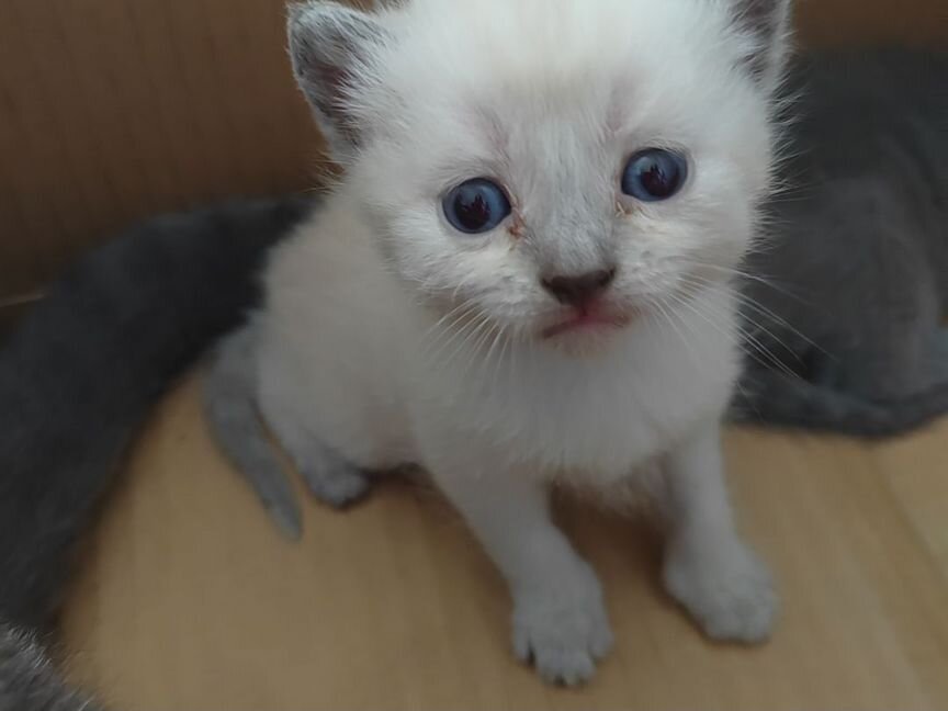 Шотландские котята кремовые