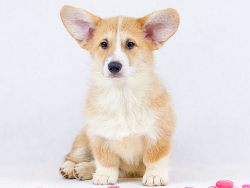 Вельш-корги пемброк триколор и рыжая девочки