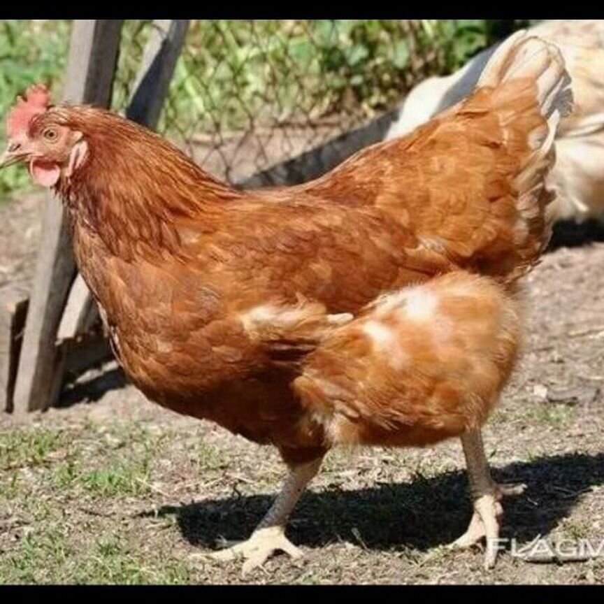 Куры несушки