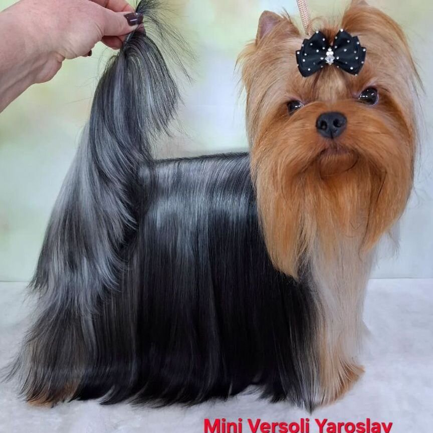 Йоркширский терьер, взрослый пёс