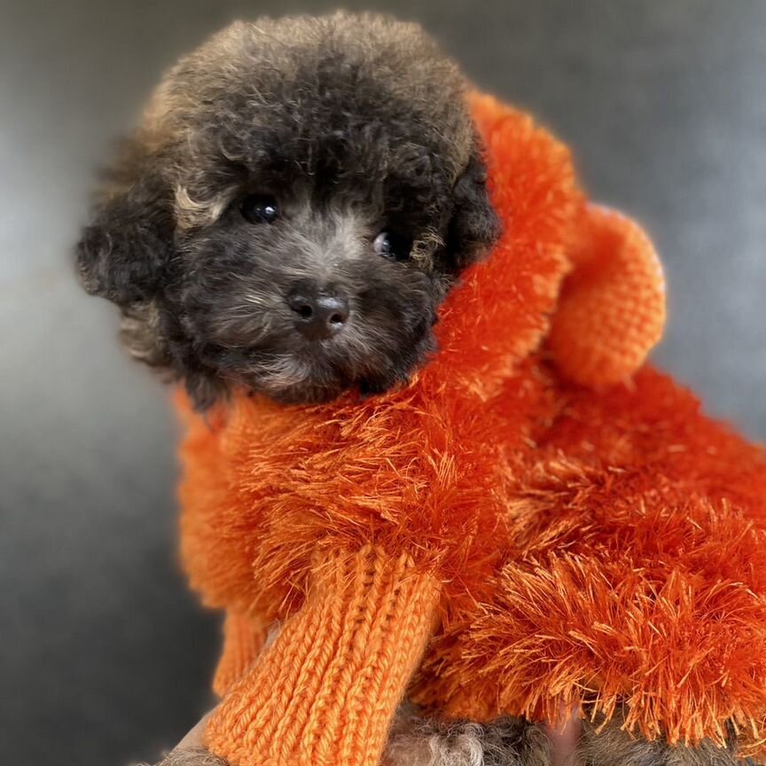 Мишка мальчик Пу шон