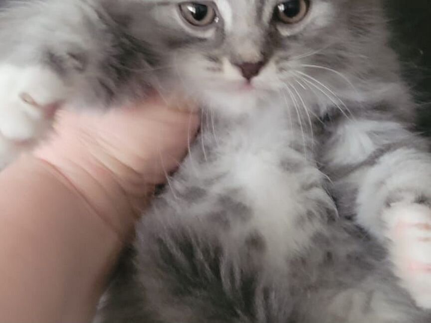 Котята Нораежская лесная