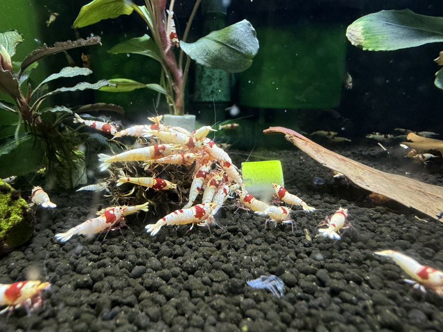 Креветки EBI PRL. RED Кристалл
