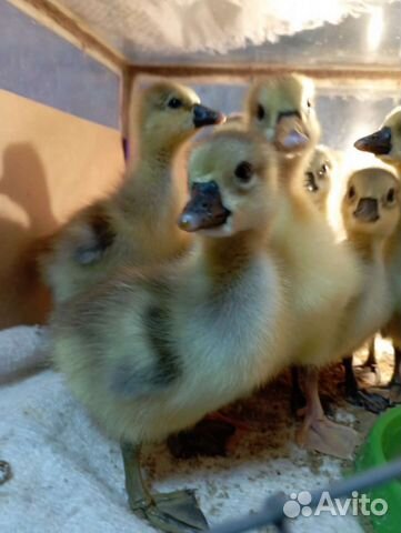 Гусята Гусь