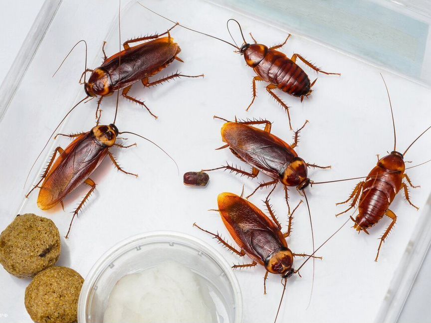 Отрава для тараканов