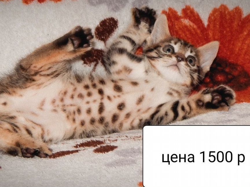 Бенгальские котята