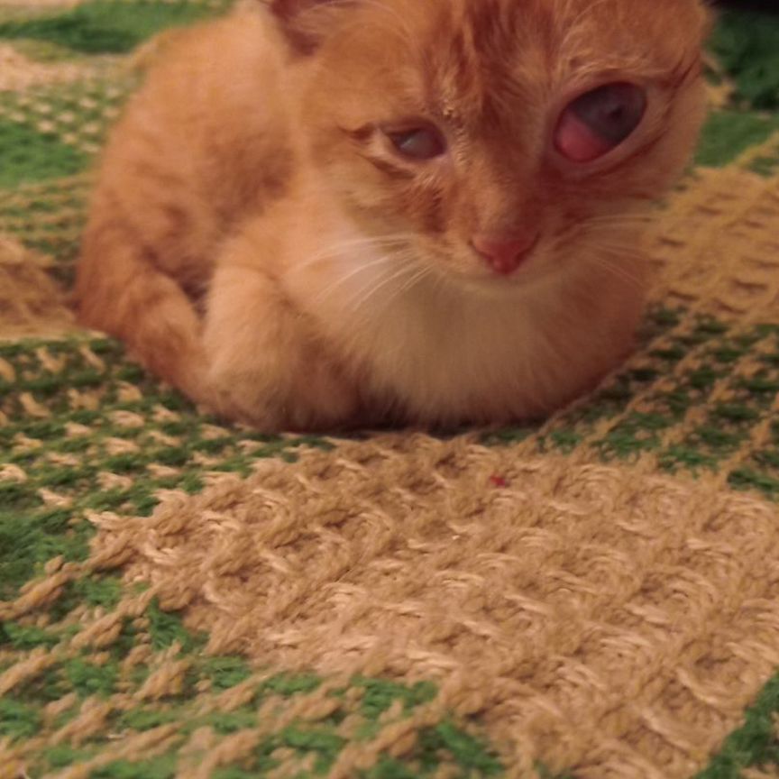 Котёнок в добрые руки