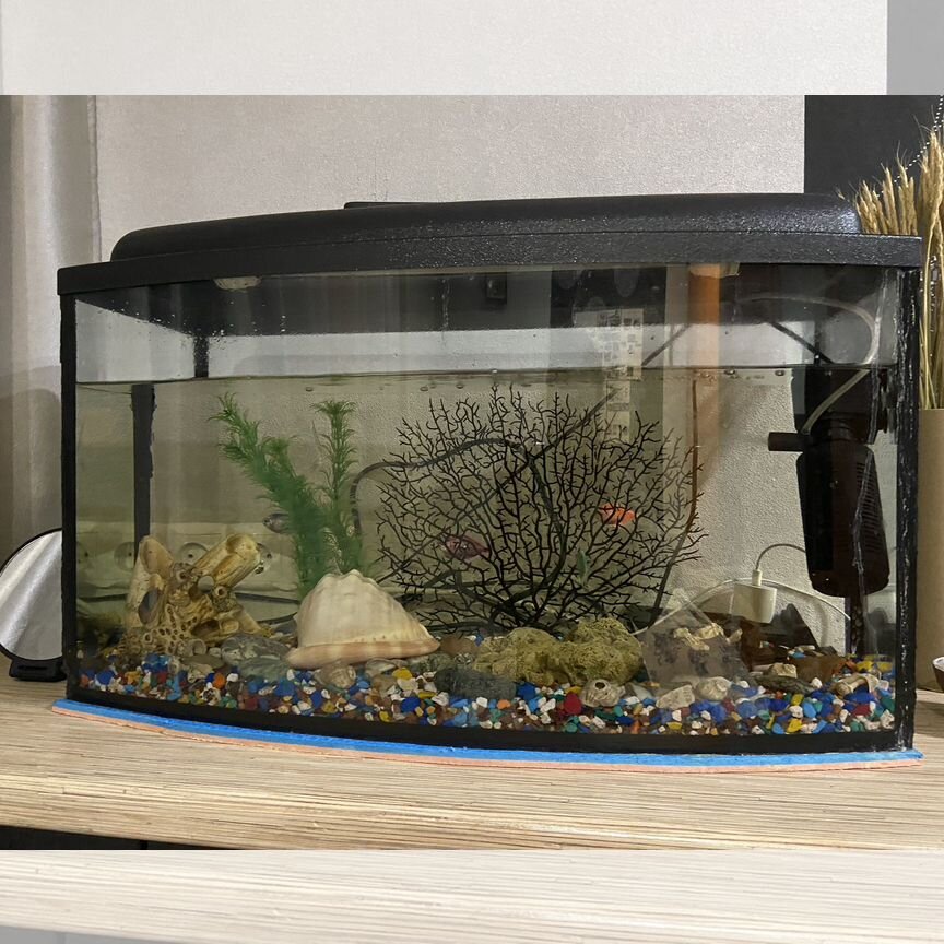 Аквариум со всем содержимым