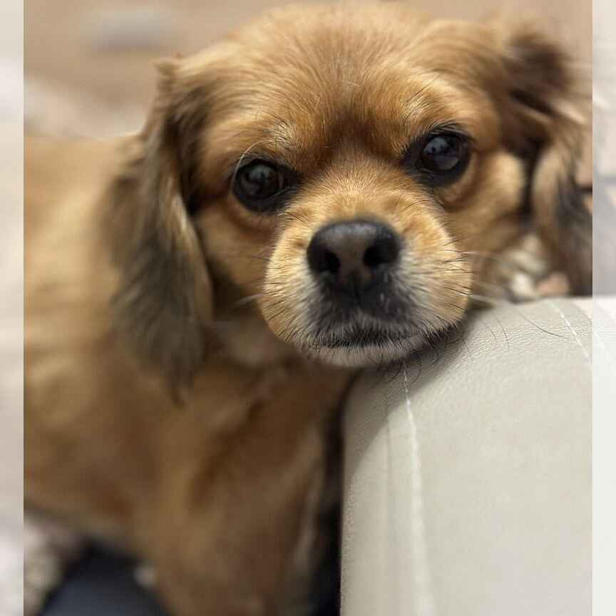 Взрослая собака в добрые руки