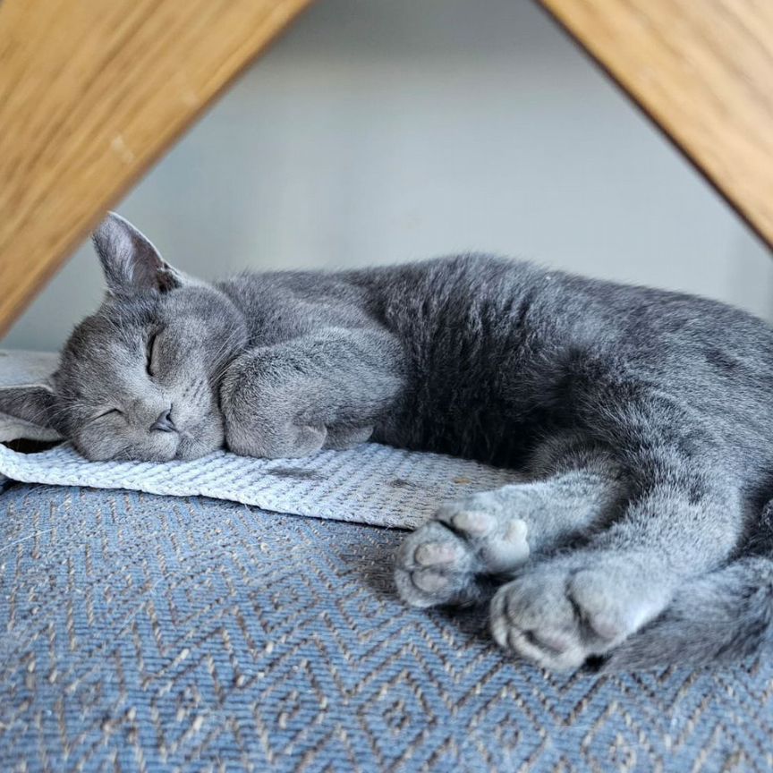 Котенок мальчик 5 месяцев