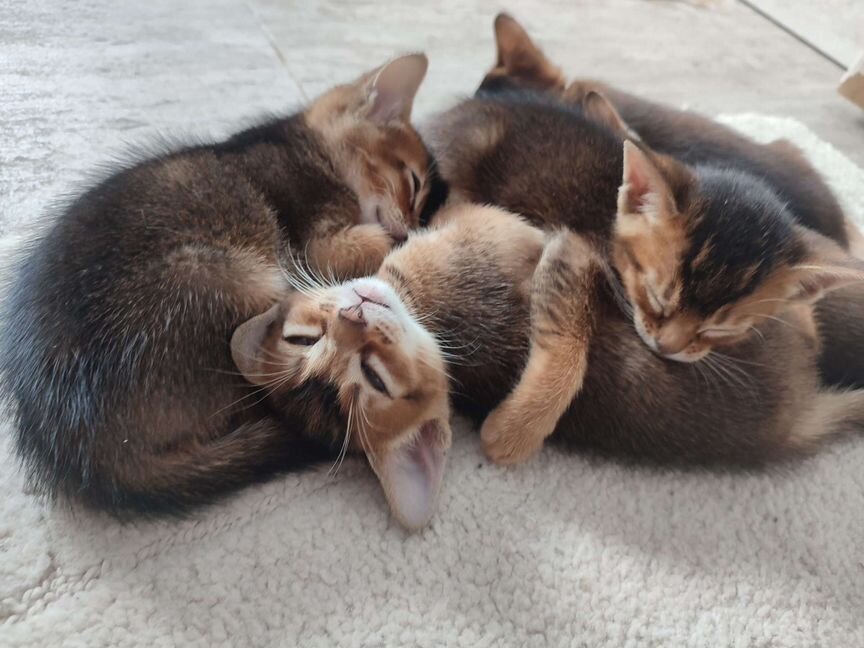 Абиссинские котята