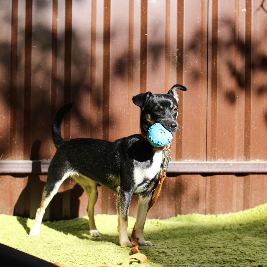 Метис той терьера