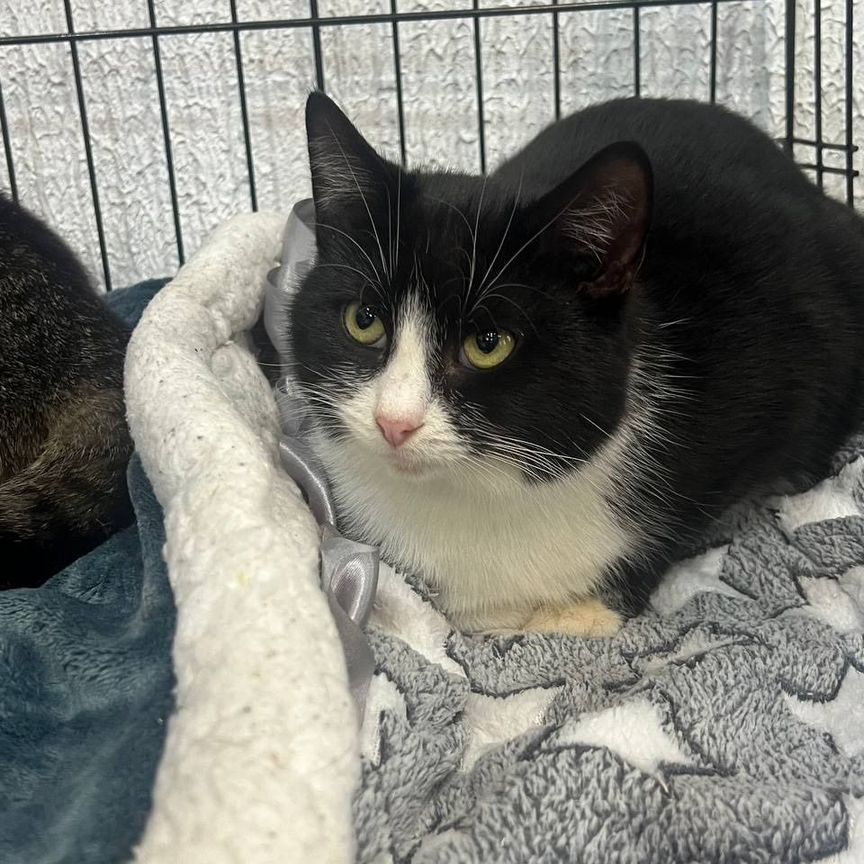 Взрослый кот в добрые руки