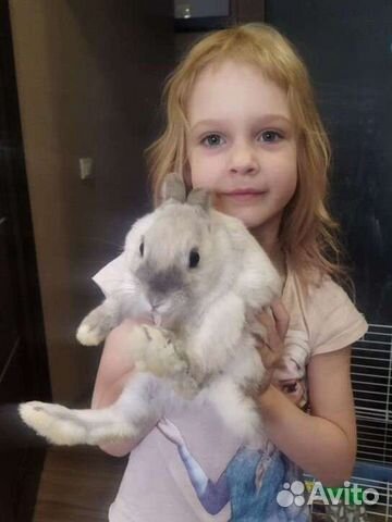 2 милейших кролика