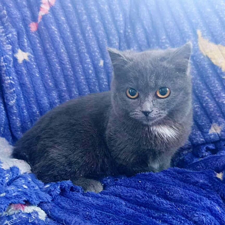 Котенок девочка метис Манчкин 6 месяцев