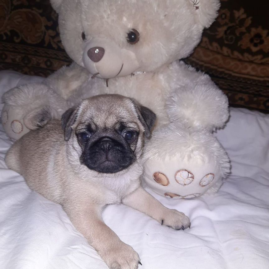 Щенки мопса