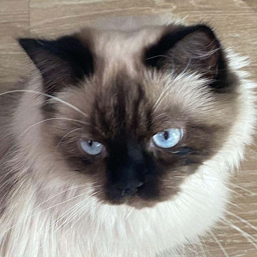 Котенок подросток невская маскардная