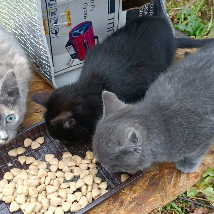 Помогите спасти котят