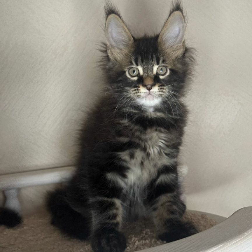 Котята мейн-кун