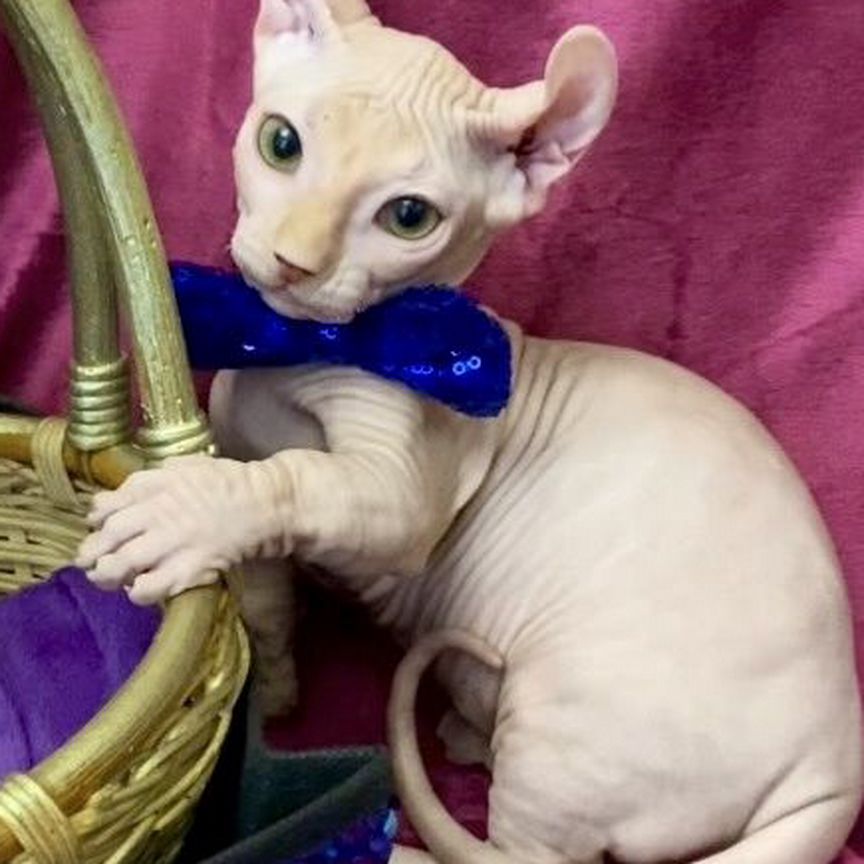 Двельф котёнок