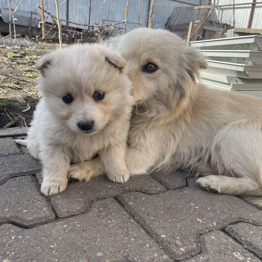 Щенок в добрые руки