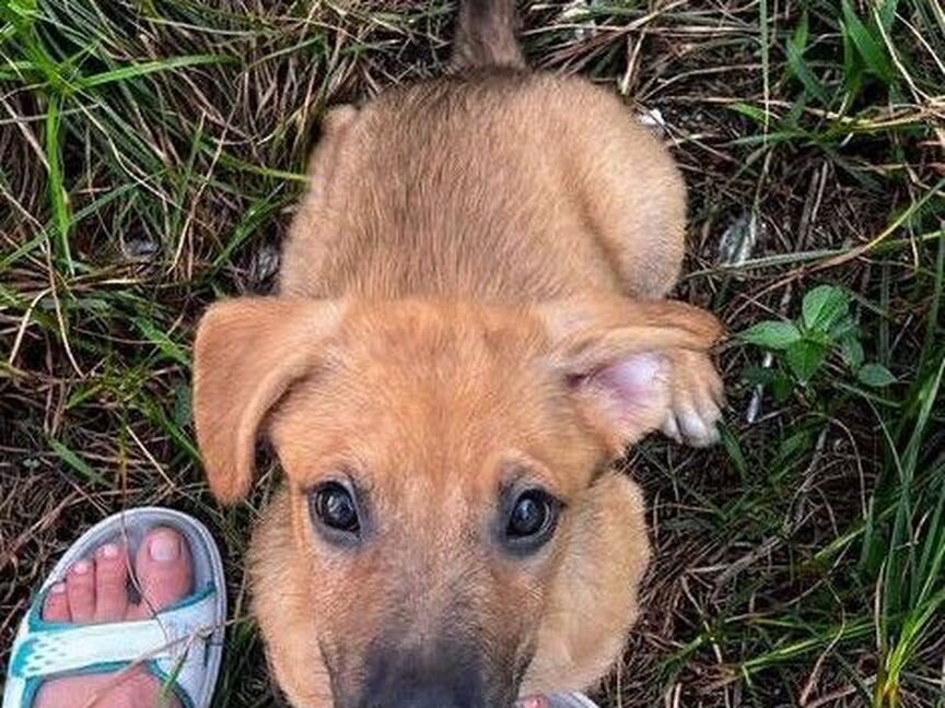 Щенок Тайсон в добрые руки